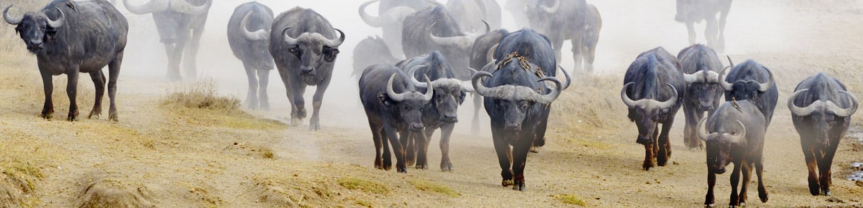 hunting-trophees-transport-trophees-de-chasse